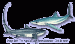 Shark Tackle & Techniques