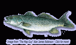 Weakfish Fishing Tackle, Techniques, Tips, and Video (Sea Trout)